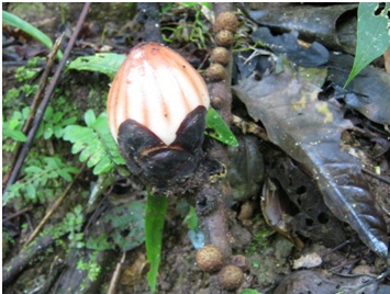 Ekspedisi Bukit Barisan 2011:Gunung Seblat - Sekolah Ilmu dan Teknologi ...