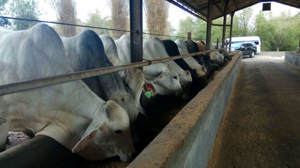 Kegiatan Bioindustri : Kunjungan Kelompok Keilmuan Fisiologi ...