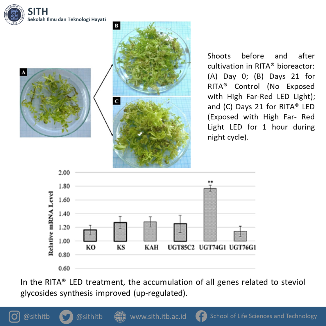 Expression study on Steviol Glycoside Synthesis Produced in Stevia ...
