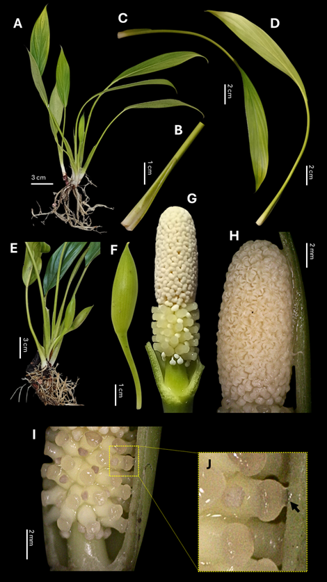 Sepanjang 2025, Kolaborasi SITH ITB–BRIN Ungkap 12 Spesies Tumbuhan ...