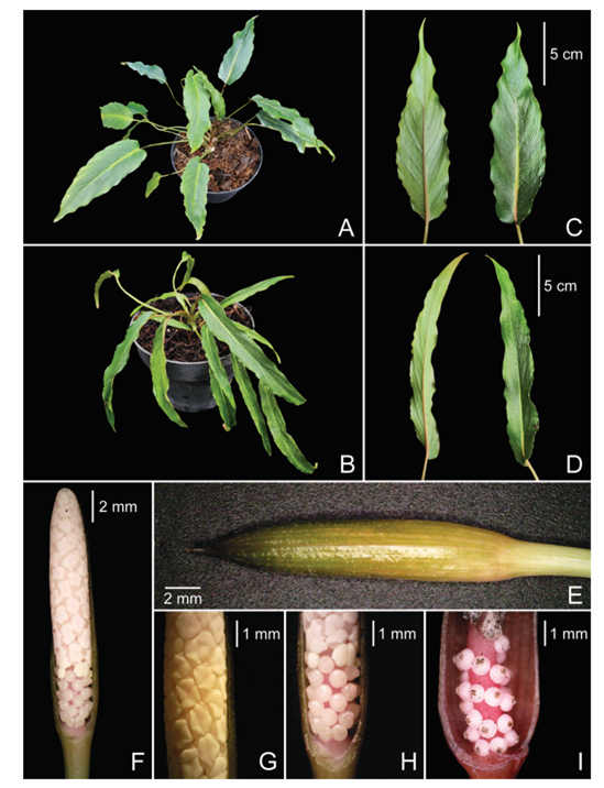 Sepanjang 2025, Kolaborasi SITH ITB–BRIN Ungkap 12 Spesies Tumbuhan ...